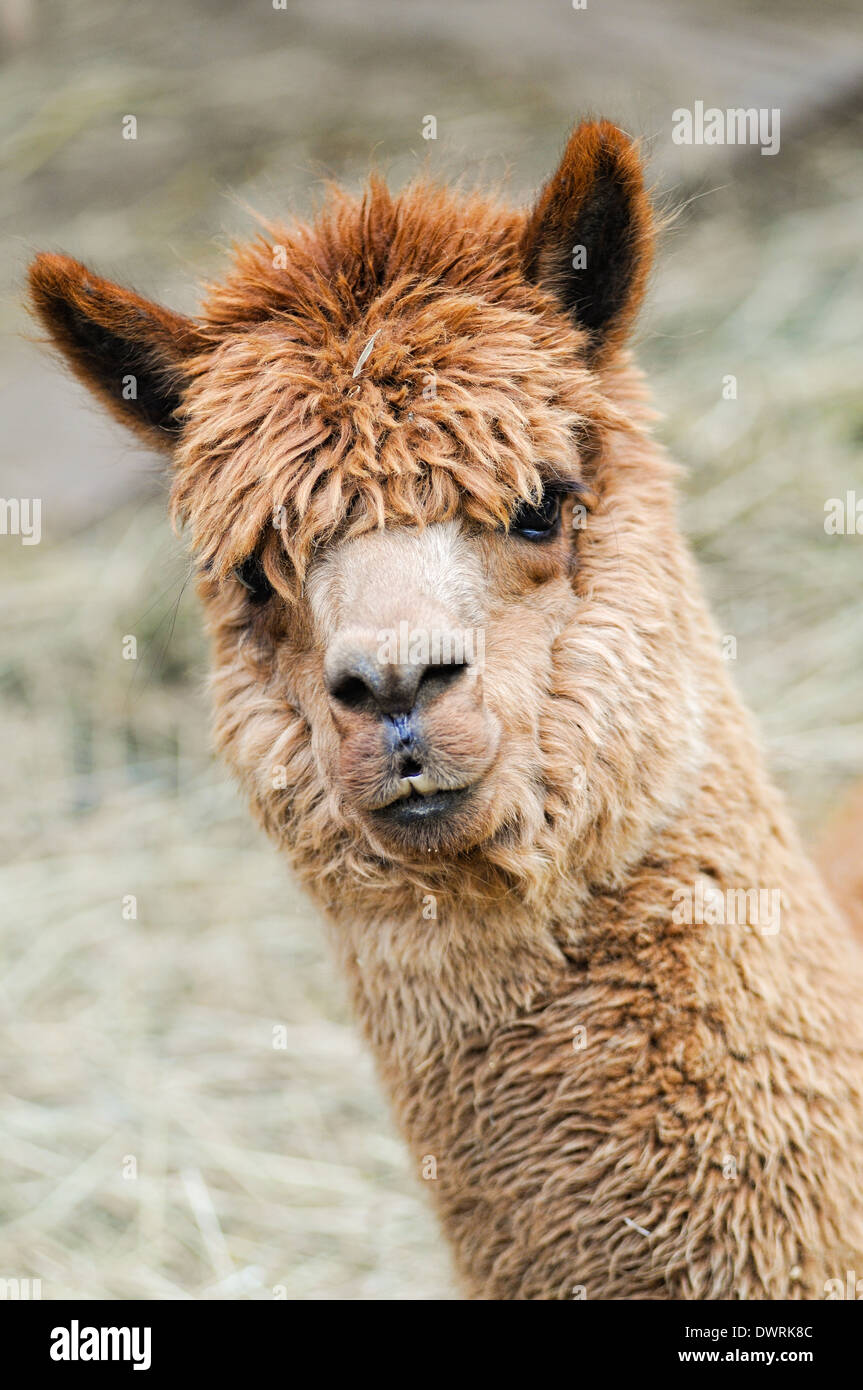 Brown alpaca hi-res stock photography and images - Alamy