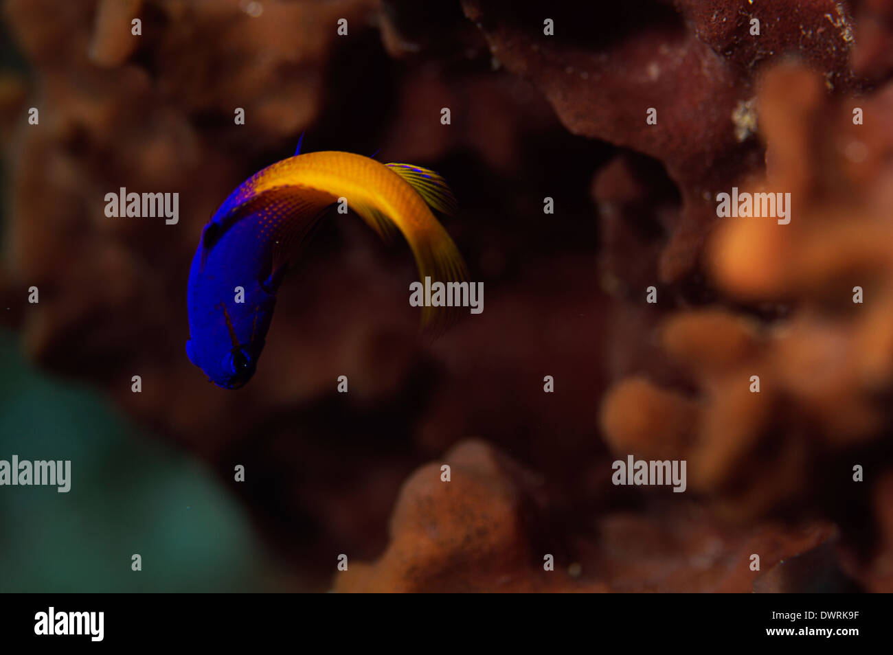 A fairy basslet fish in the wild on the reef in Roatan, Honduras Stock ...