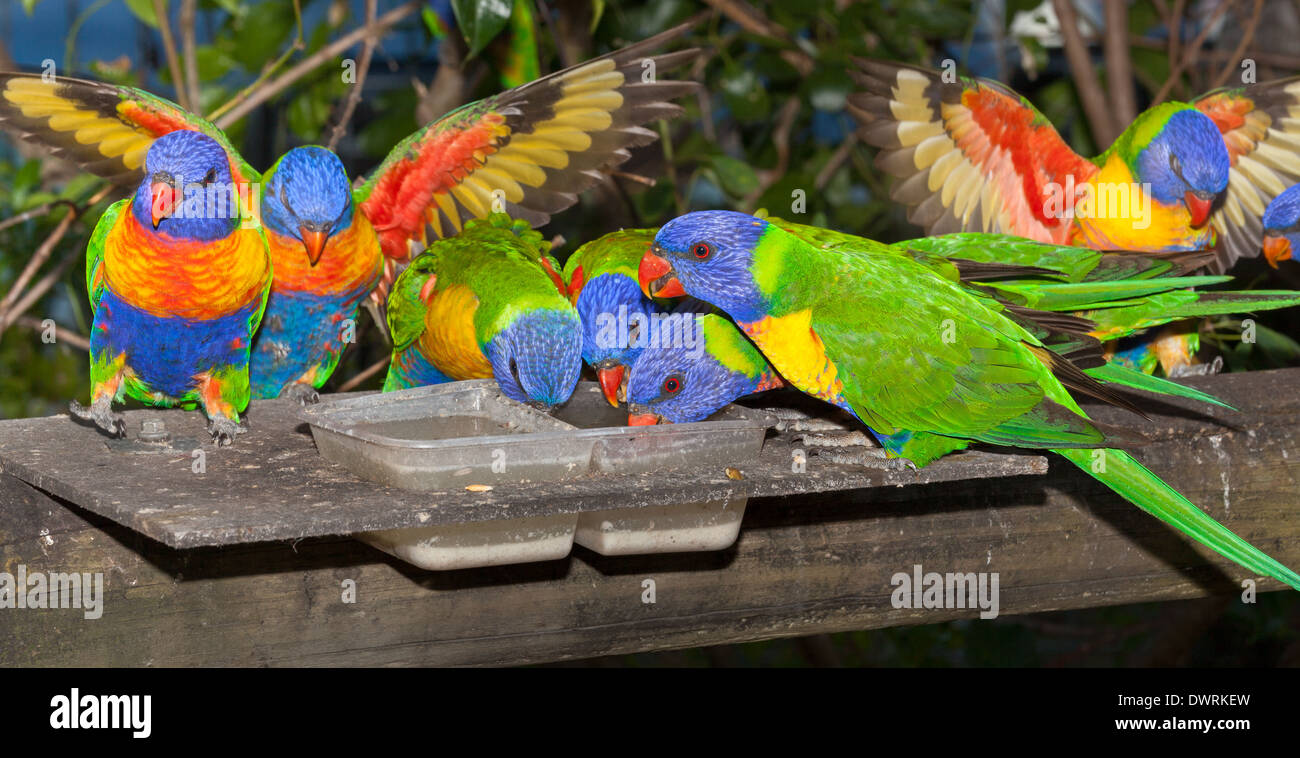 common native parrot the lorikeet, often kept as pets, noisy and cheeky ...