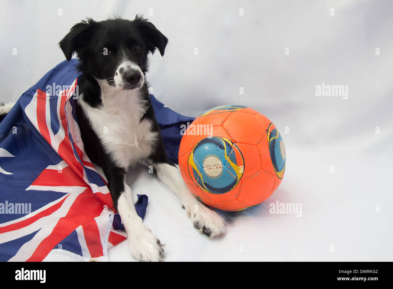 Soccer dog with australian flag Stock Photo - Alamy