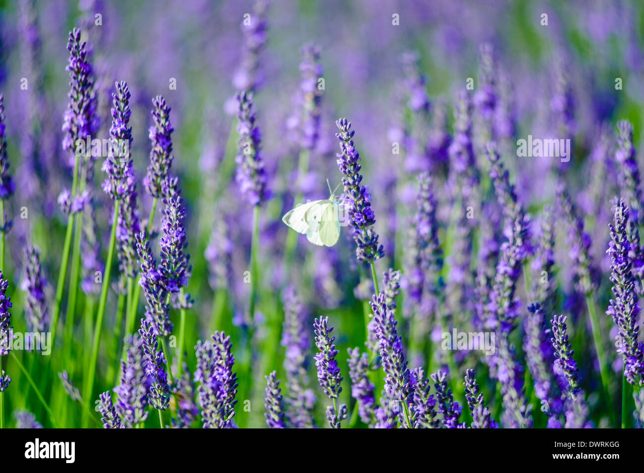 Butterfly in a lavender field Stock Photo - Alamy