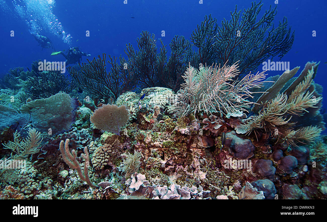 Scuba diving on the reef in Roatan, Honduras Stock Photo - Alamy