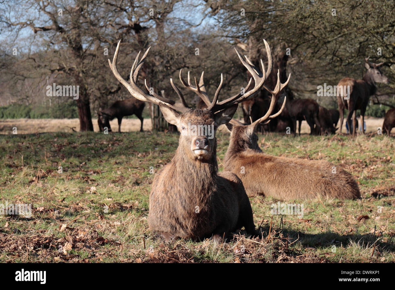 Male red deer looking at camera hi-res stock photography and images - Alamy