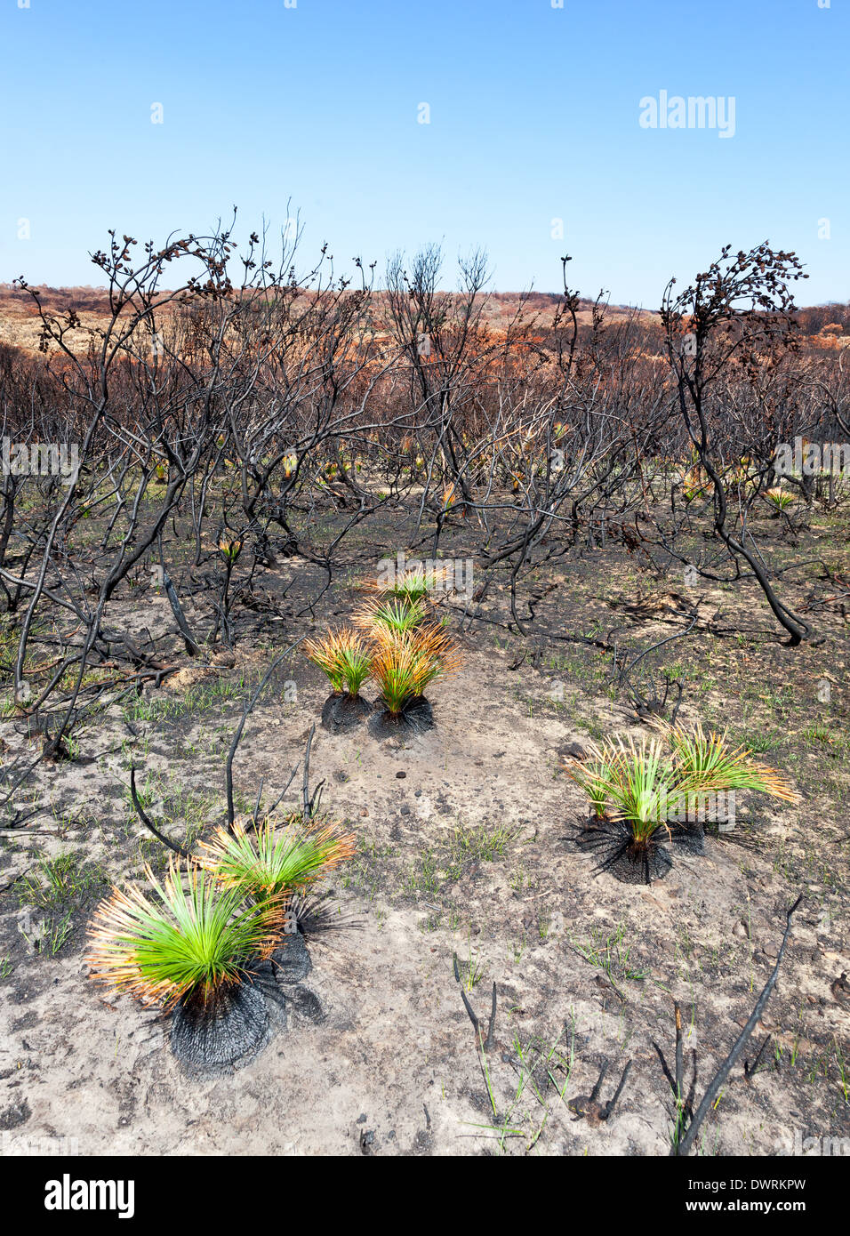 new life after bushfire Black Boys showing effect of fire and new life ...