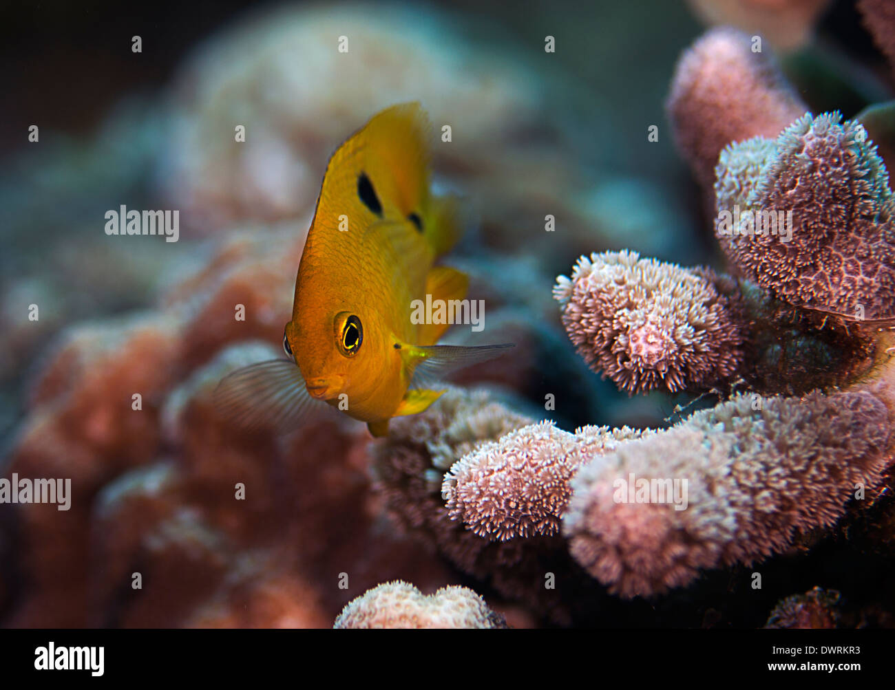Damselfish in a reef hi-res stock photography and images - Alamy
