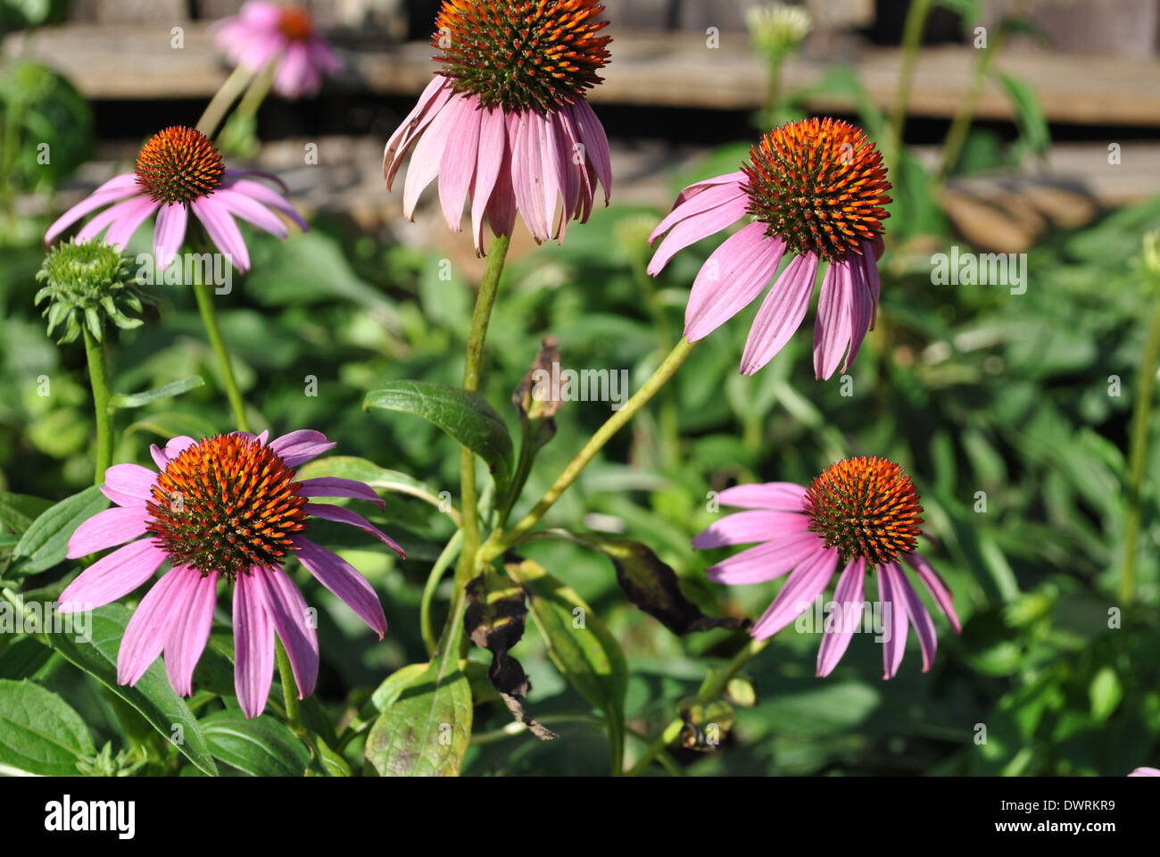 Purple coneflower flower Stock Photo - Alamy