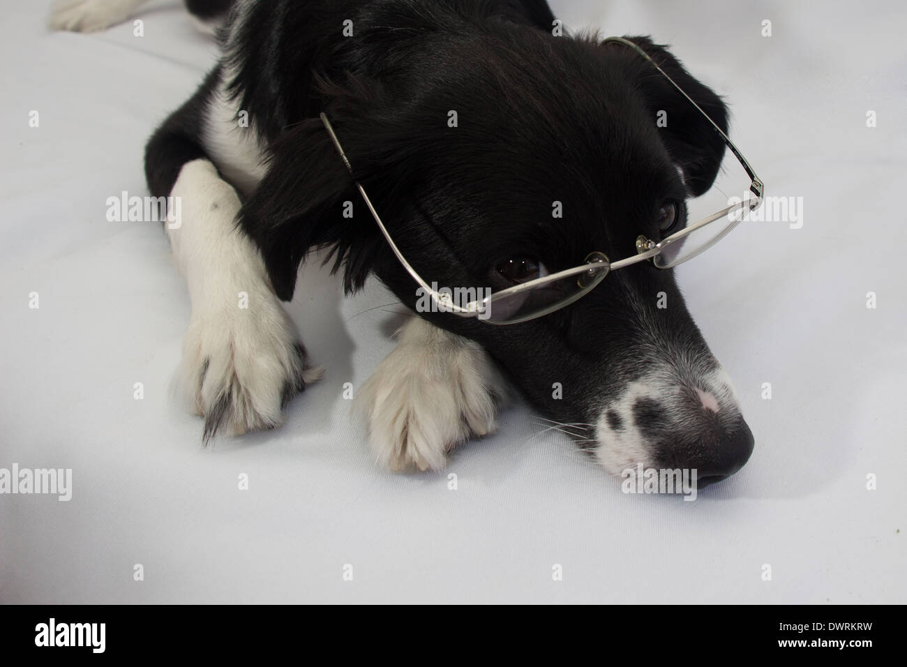 Dog thinking hi-res stock photography and images - Alamy