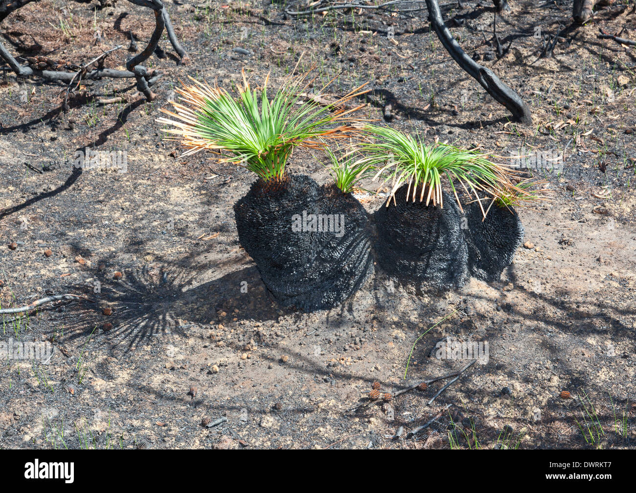 new life after bushfire Black Boys showing effect of fire and new life ...