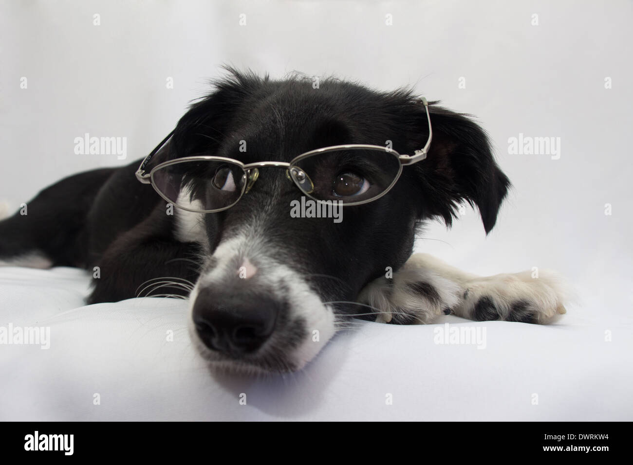 Thinking dog with glasses Stock Photo - Alamy
