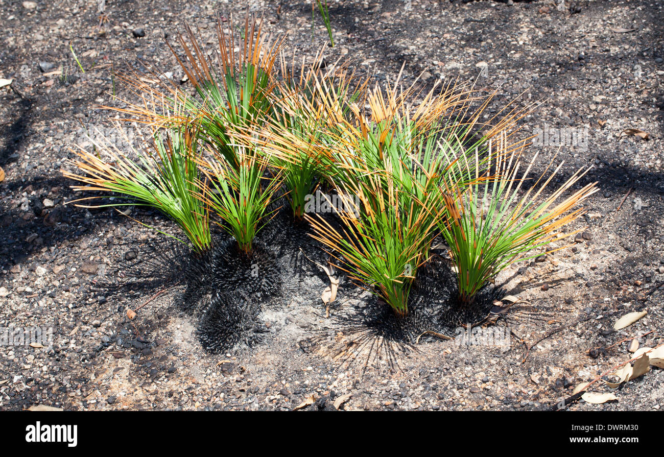 new life after brushfire Black Boys showing effect of fire and new life ...