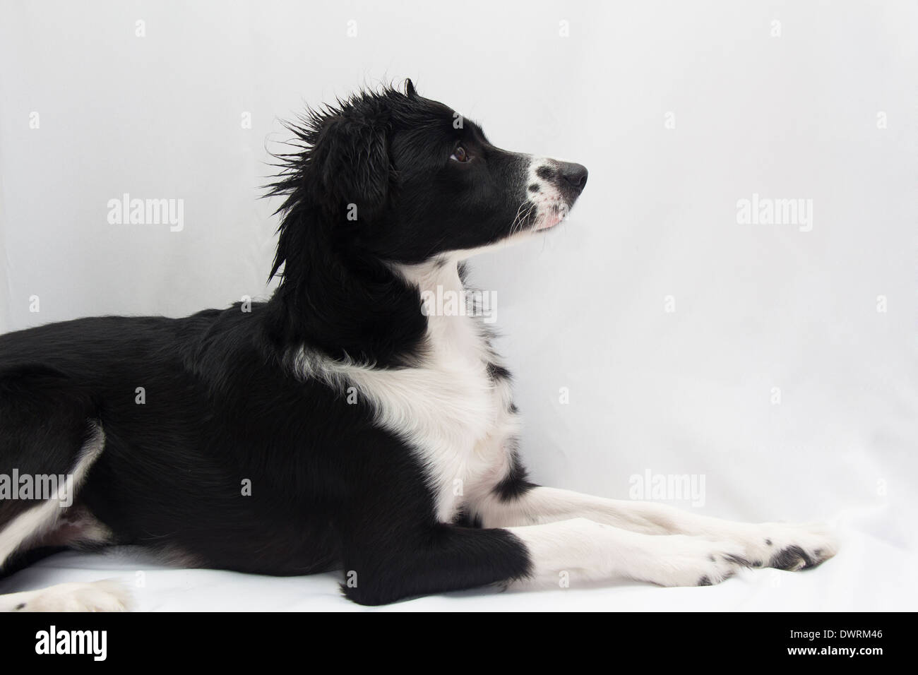 Punk rock dog hi-res stock photography and images - Alamy
