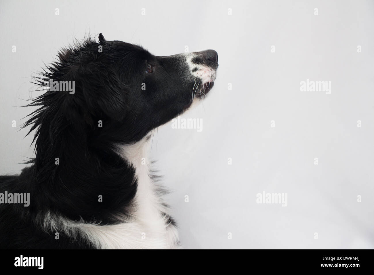 Punk rock dog hi-res stock photography and images - Alamy