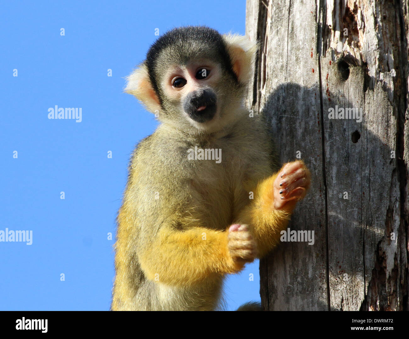 Black-capped squirrel monkey (Saimiri boliviensis) in various poses and ...