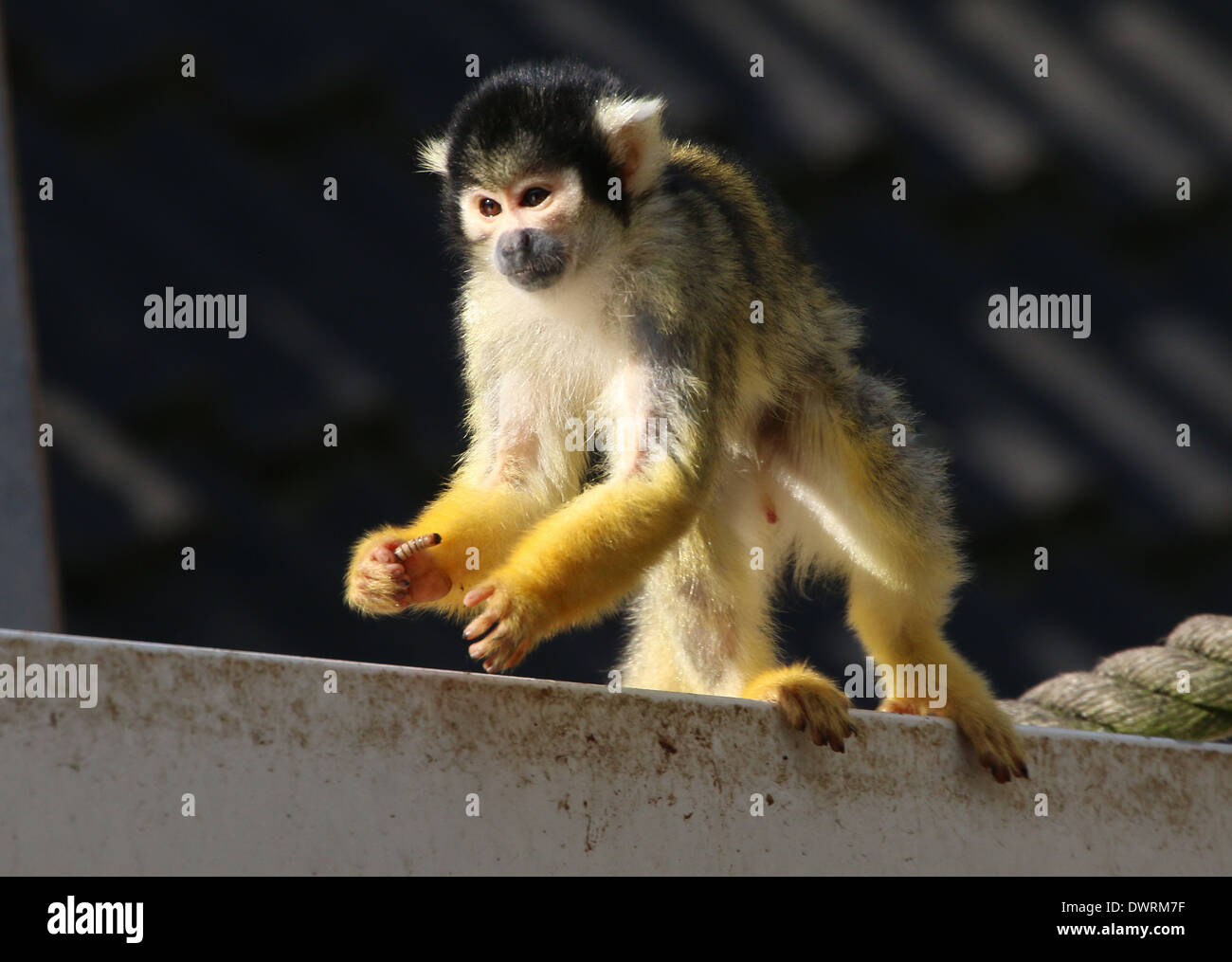 Running monkey hi-res stock photography and images - Alamy