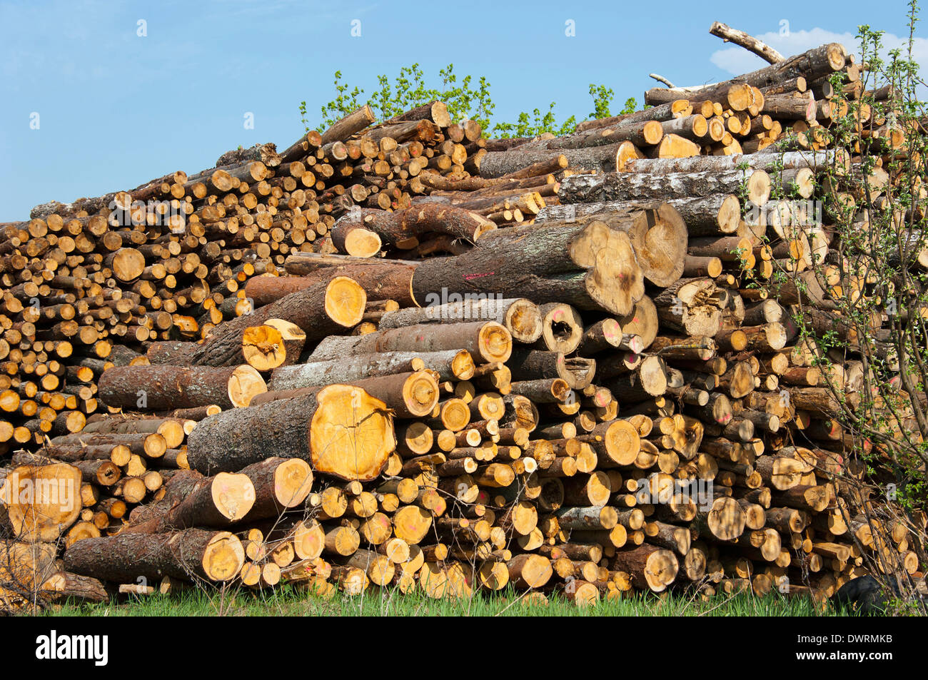 Rudiskes hi-res stock photography and images - Alamy