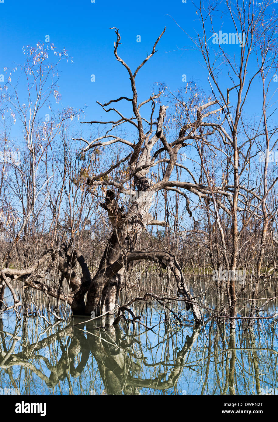 Menidee Lake with dead trees Stock Photo - Alamy