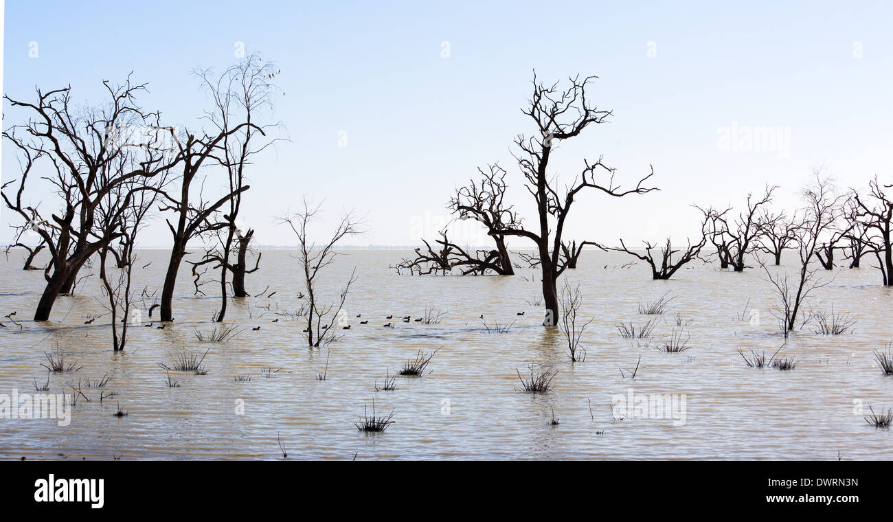 Australia Menindee lakes with dead trees Stock Photo - Alamy