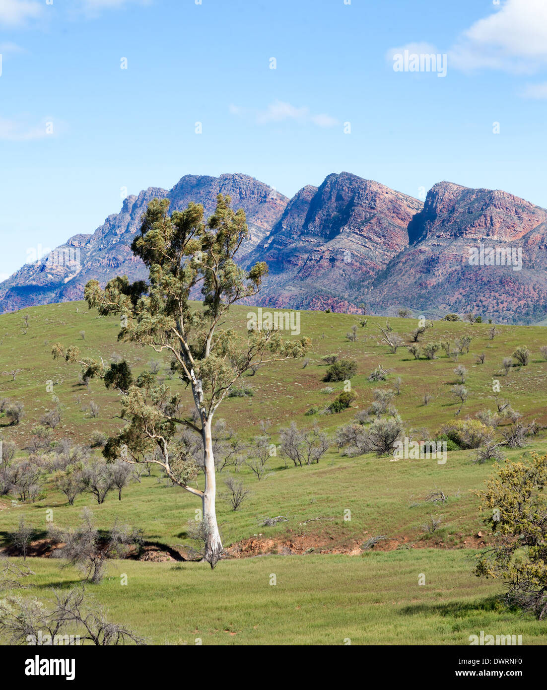 scene in Flinders Ranges Australia Stock Photo - Alamy