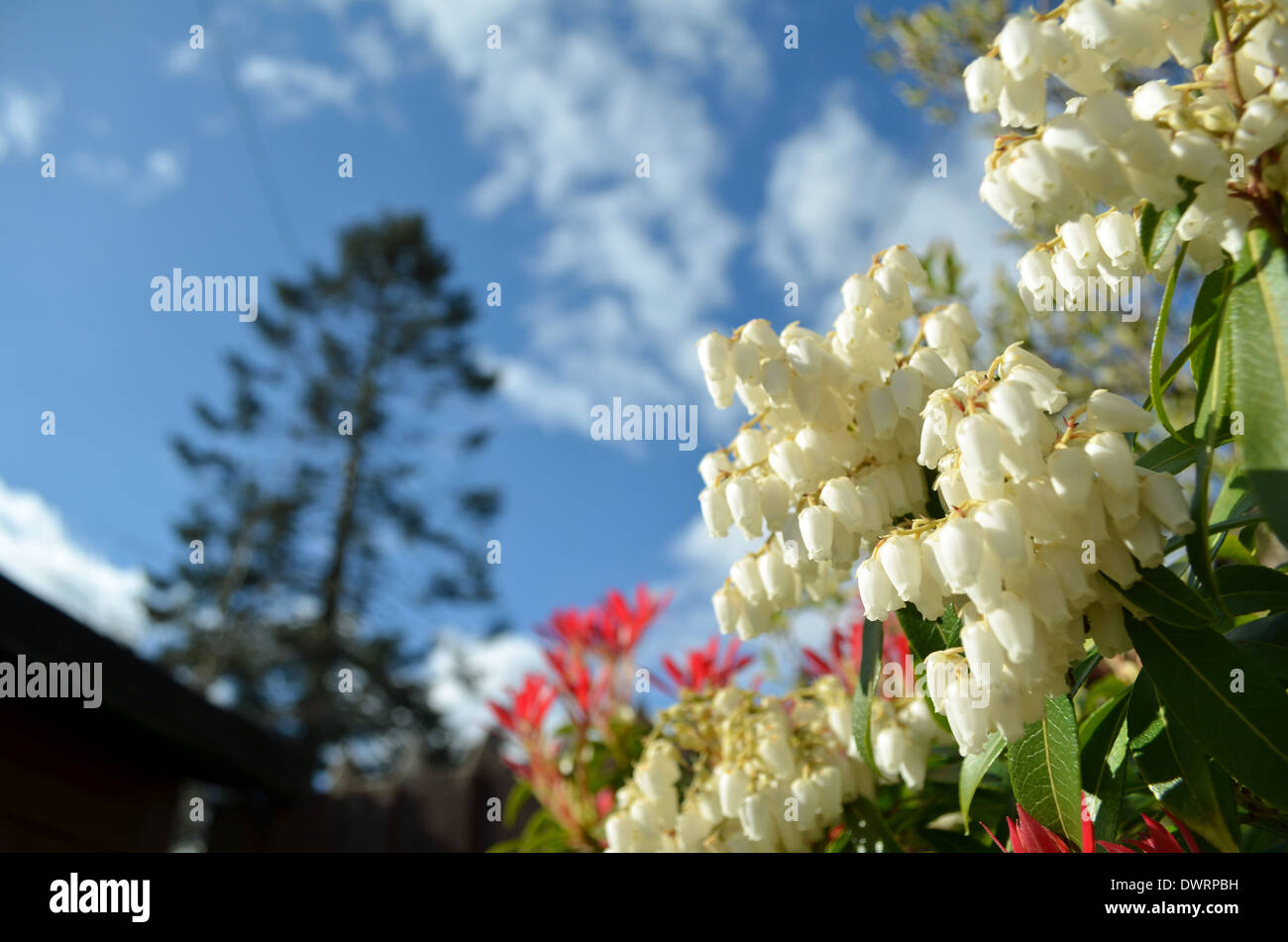 Blue skies garden hi-res stock photography and images - Alamy