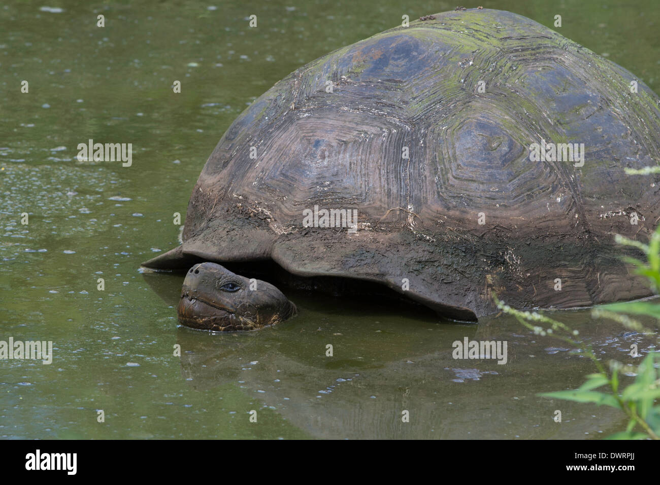 Giant tortoises water hi-res stock photography and images - Alamy