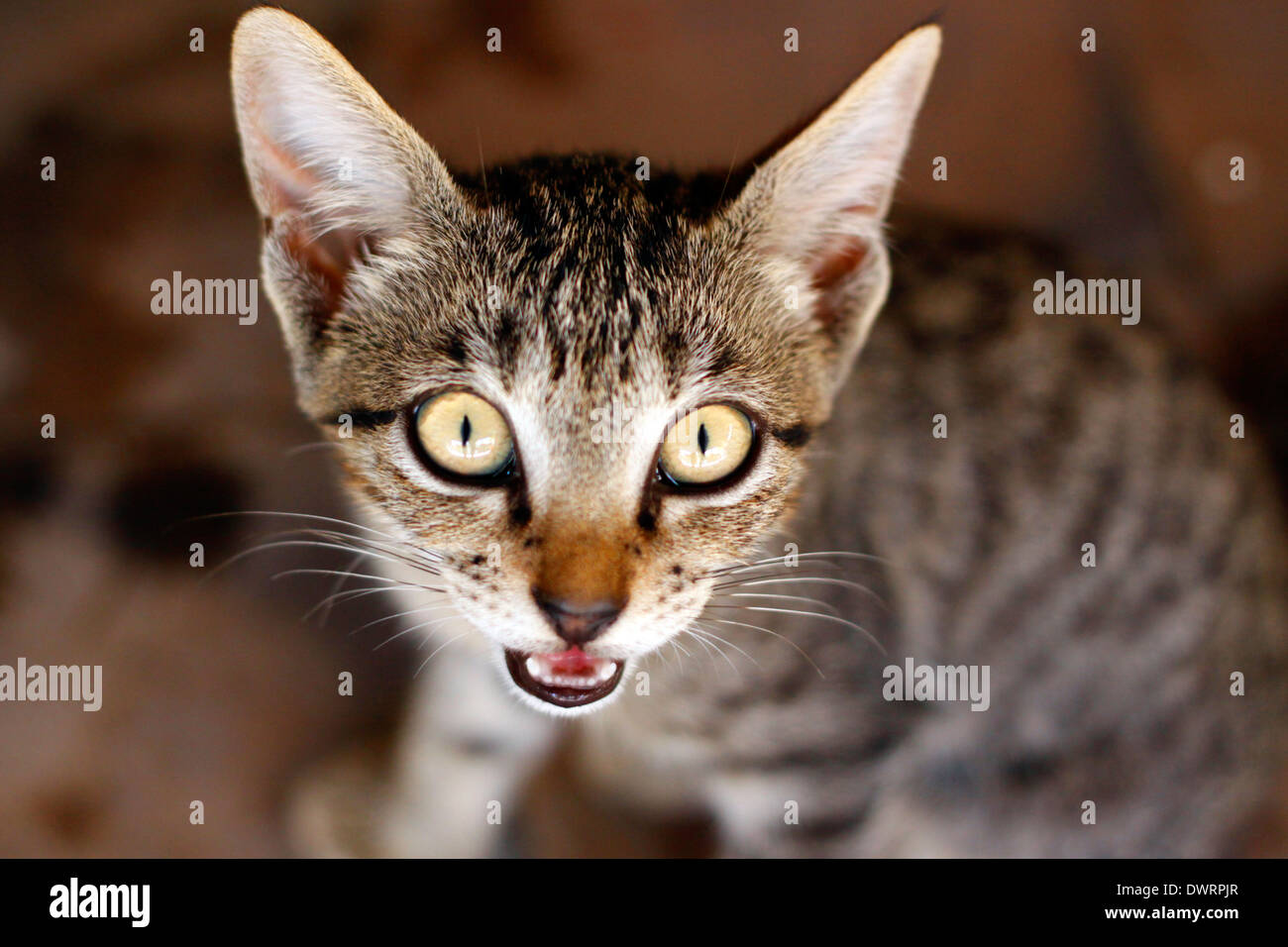 Cat feels the smell of the sea food being cooked in the kitchen and ...