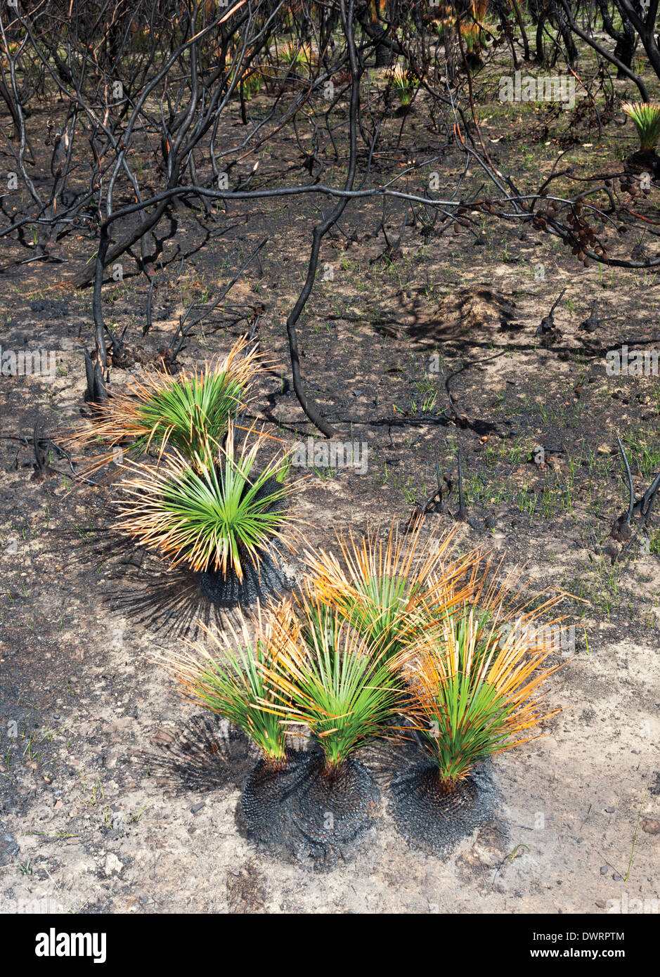 Fire soil hi-res stock photography and images - Alamy