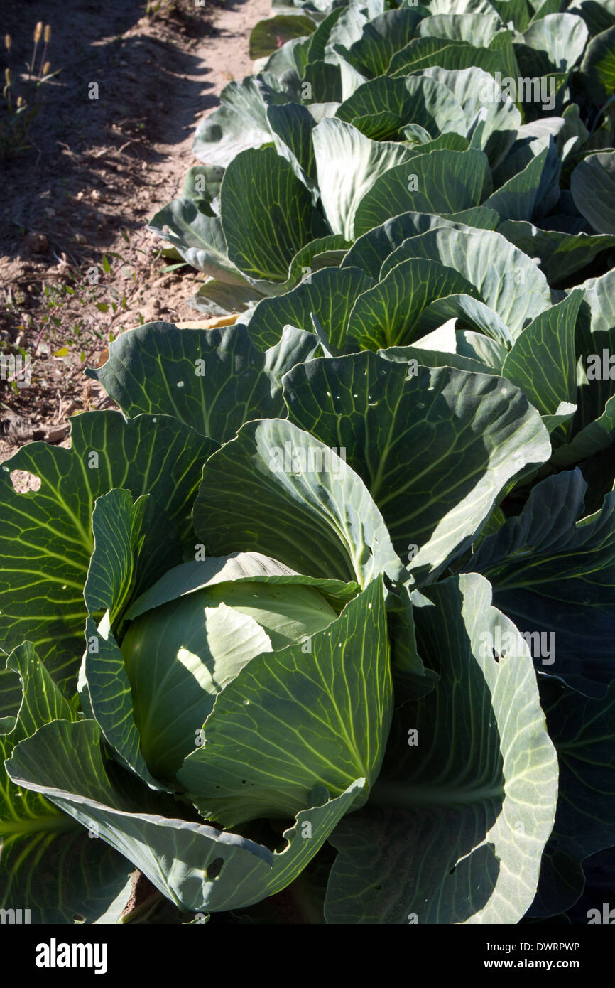 Cabbages agriculture hi-res stock photography and images - Alamy