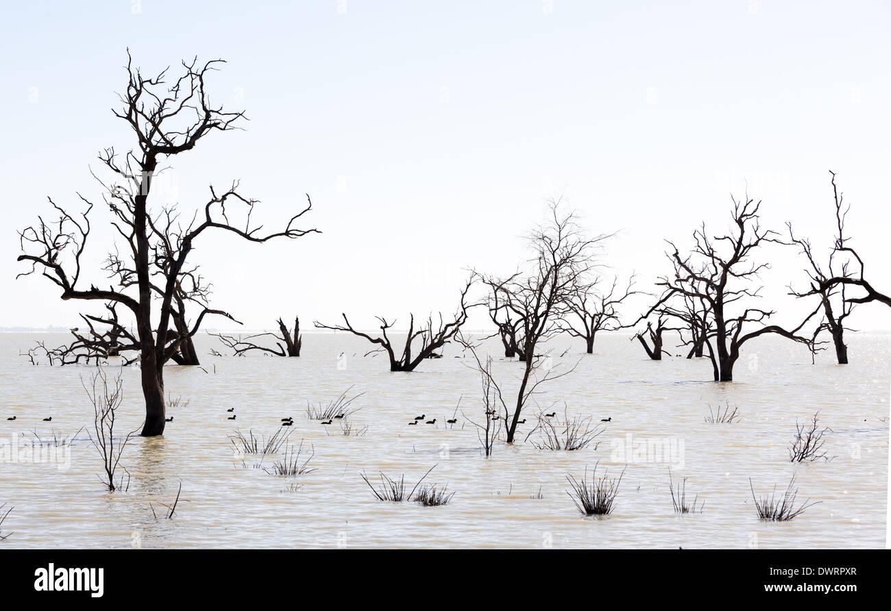 Dead tree australia hi-res stock photography and images - Alamy