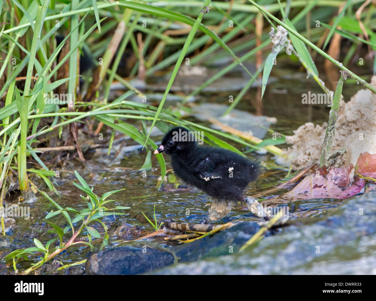 black crake baby looking for mother Stock Photo - Alamy
