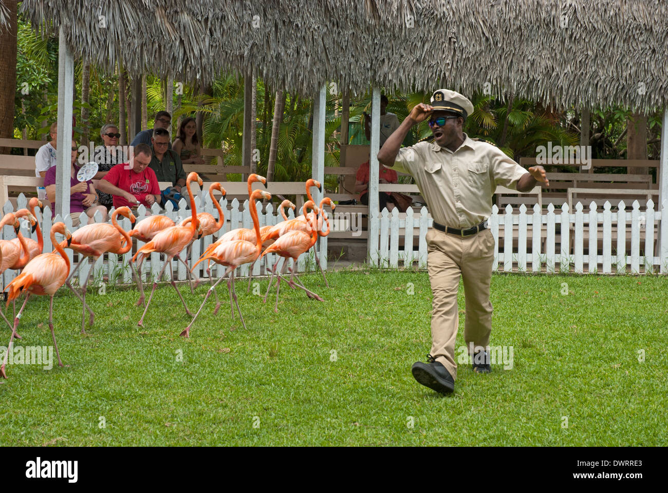 Marching Flamingo show in Ardastra Botanical Gardens in Nassau Stock ...