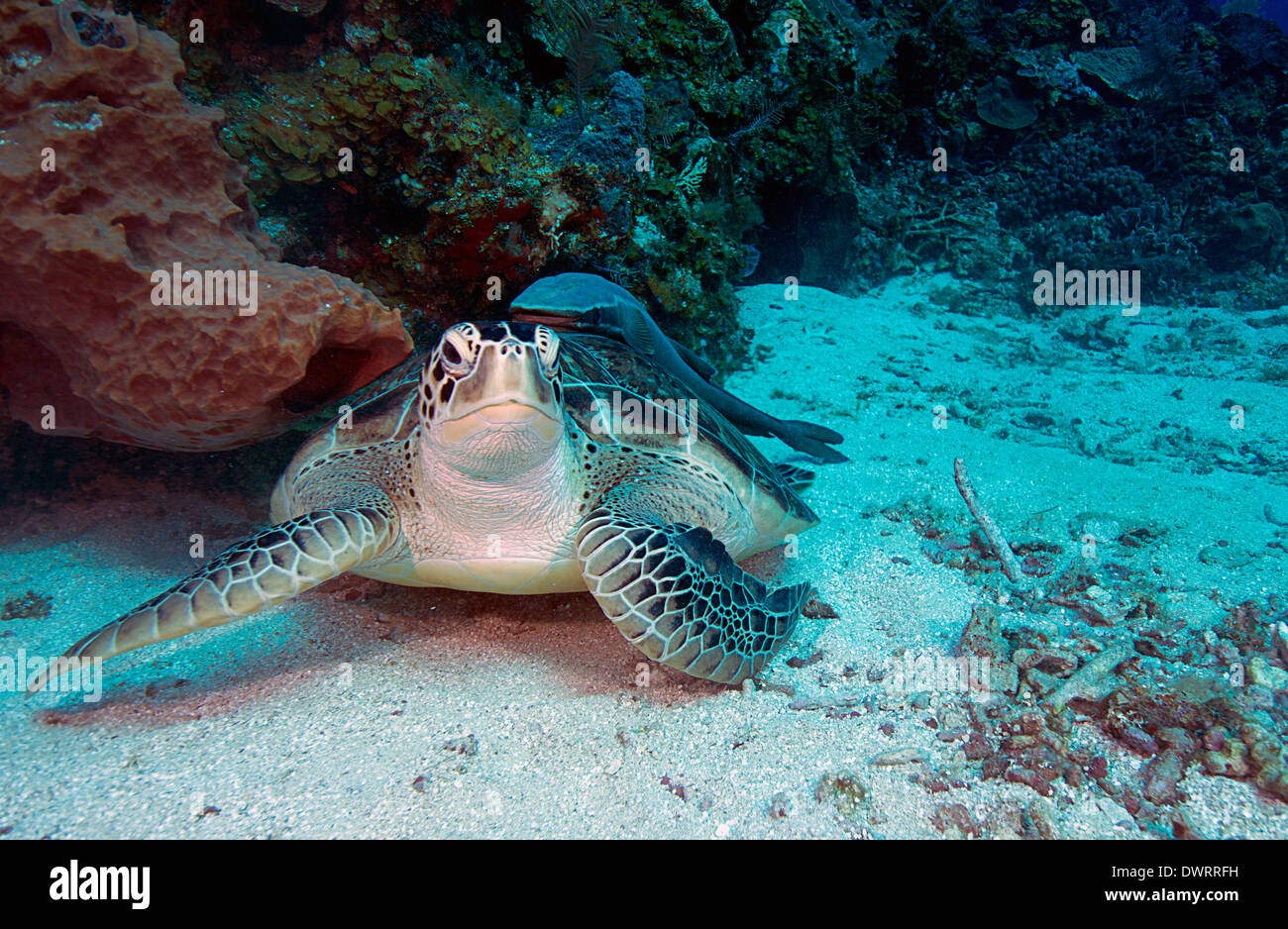 A green sea turtle with remoras rests amongst the reef in Roatan ...