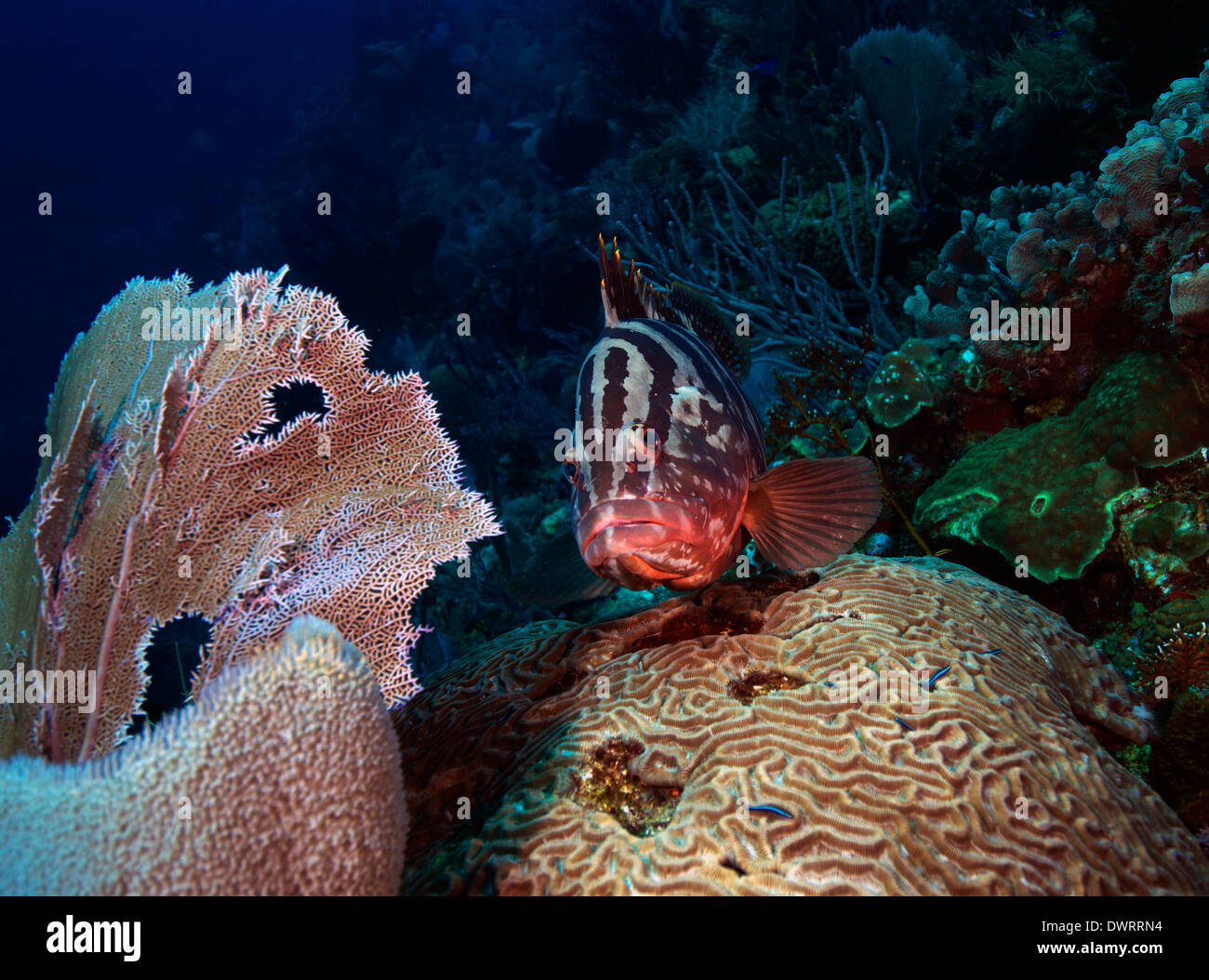 A tiger grouper hanging around the reef in Roatan, Honduras Stock Photo ...