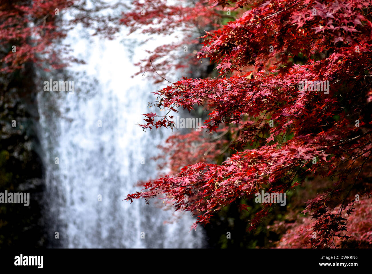 Mino waterfall at the Mino Quasi National Park. Osaka, Japan Stock ...