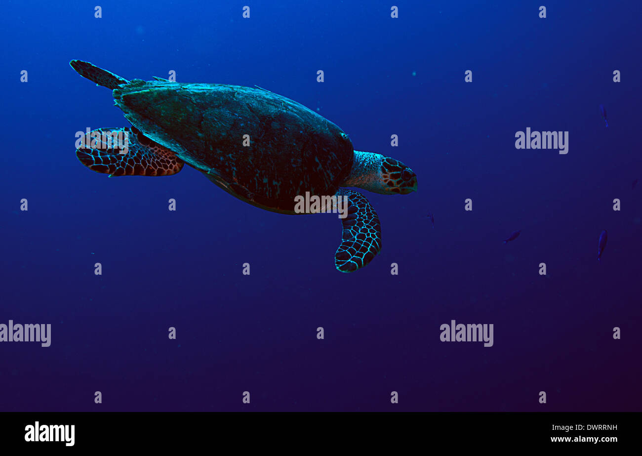 A hawksbill turtle soars in the ocean in Roatan, Honduras Stock Photo ...