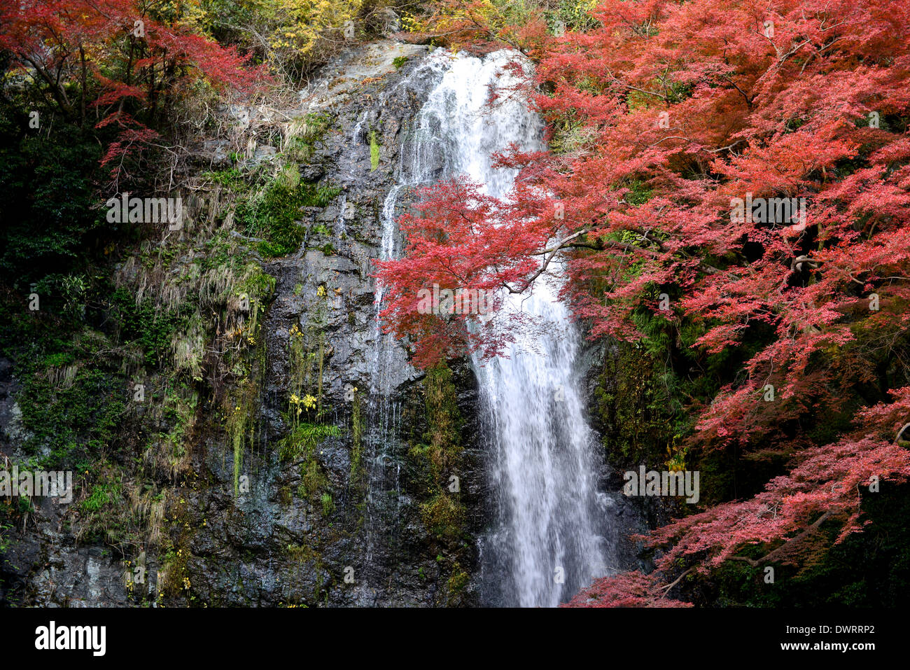 Mino waterfall at the Mino Quasi National Park. Osaka, Japan Stock ...