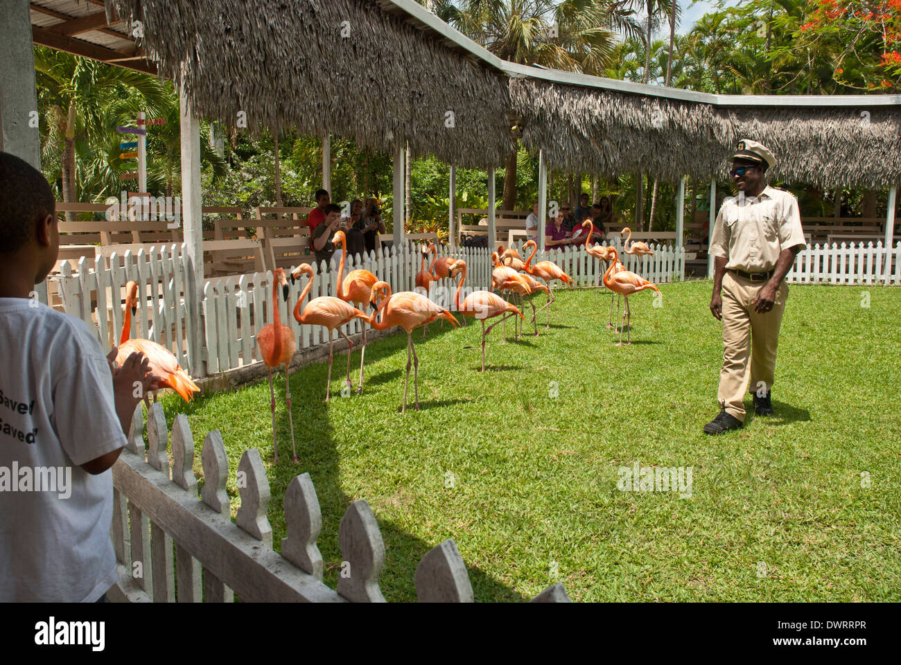 Marching Flamingo show in Ardastra Botanical Gardens in Nassau Stock ...