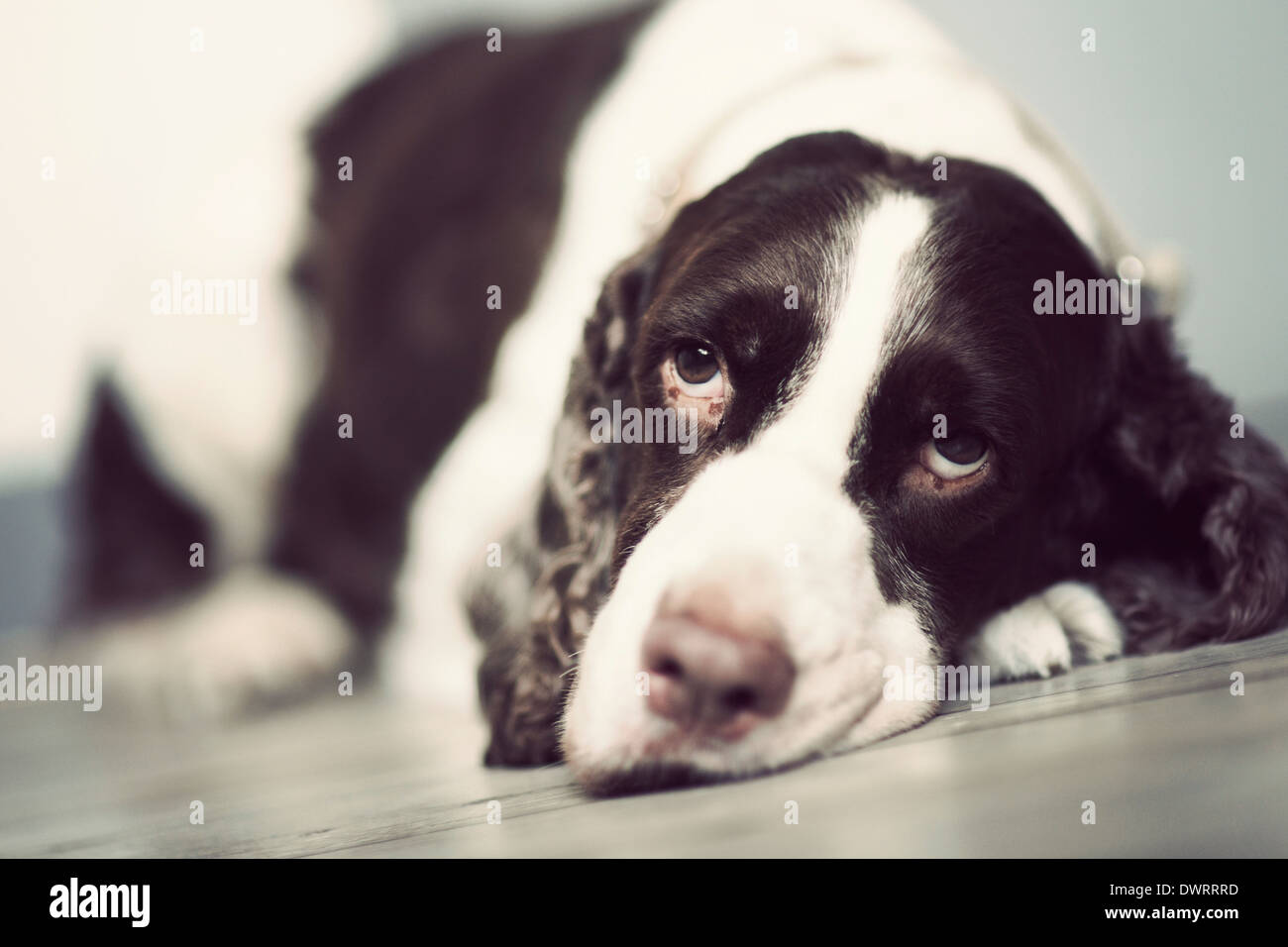 Springer Spaniel lie down on the floor Stock Photo - Alamy