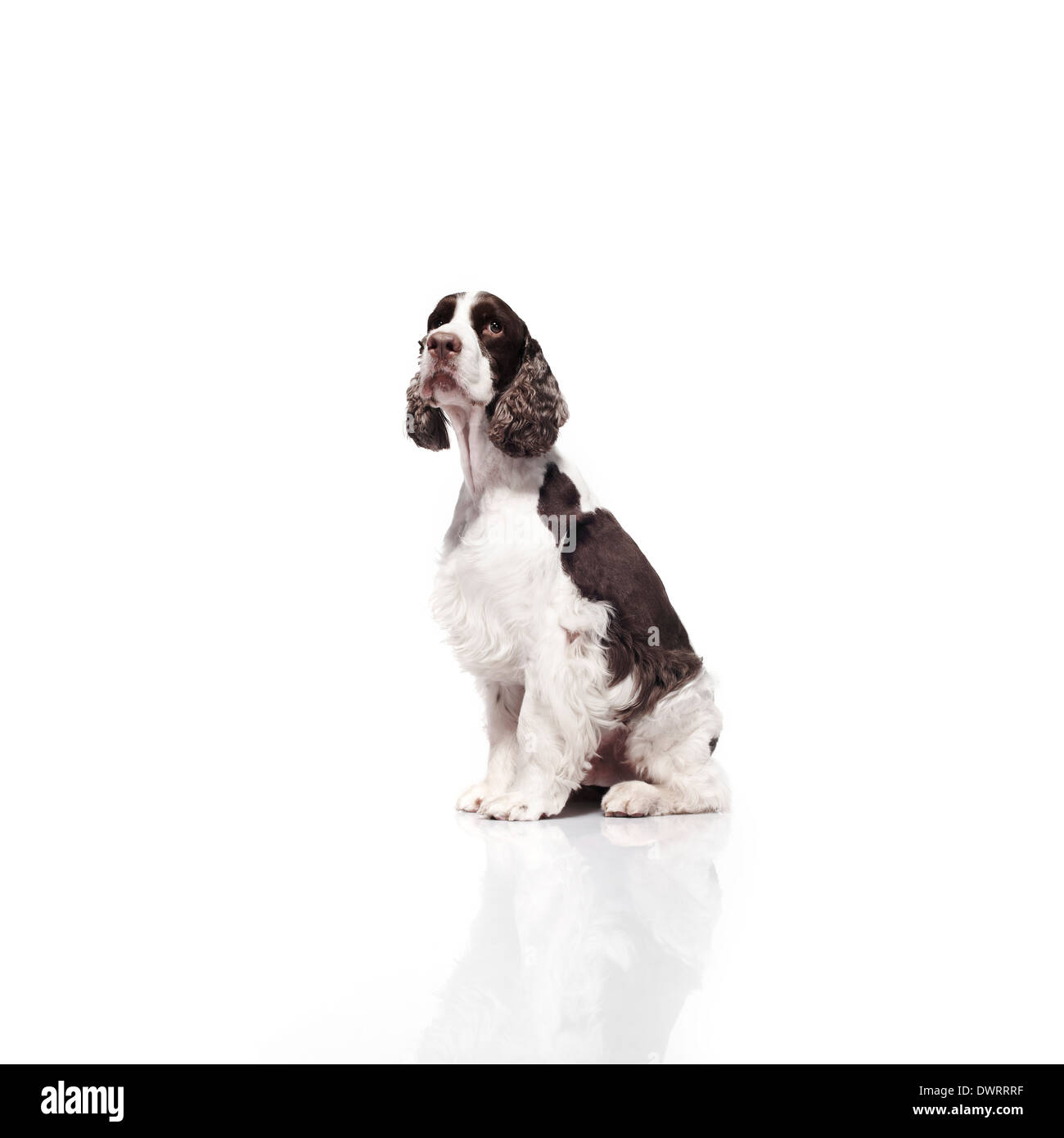 Springer Spaniel against white background Stock Photo - Alamy