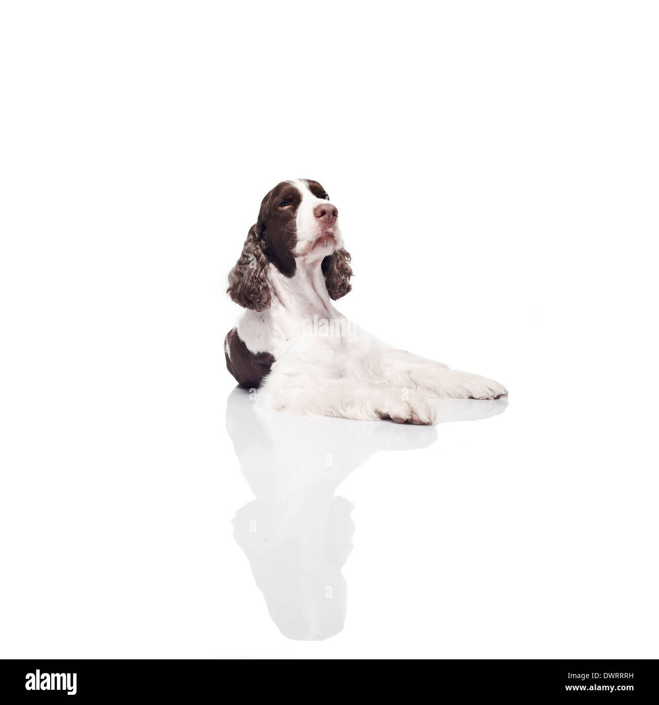 Springer Spaniel against white background Stock Photo - Alamy
