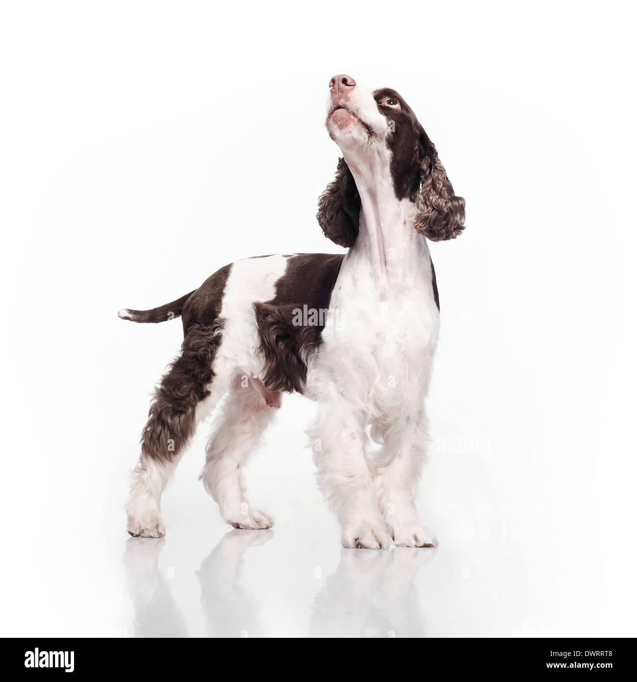 Springer Spaniel against white background Stock Photo - Alamy