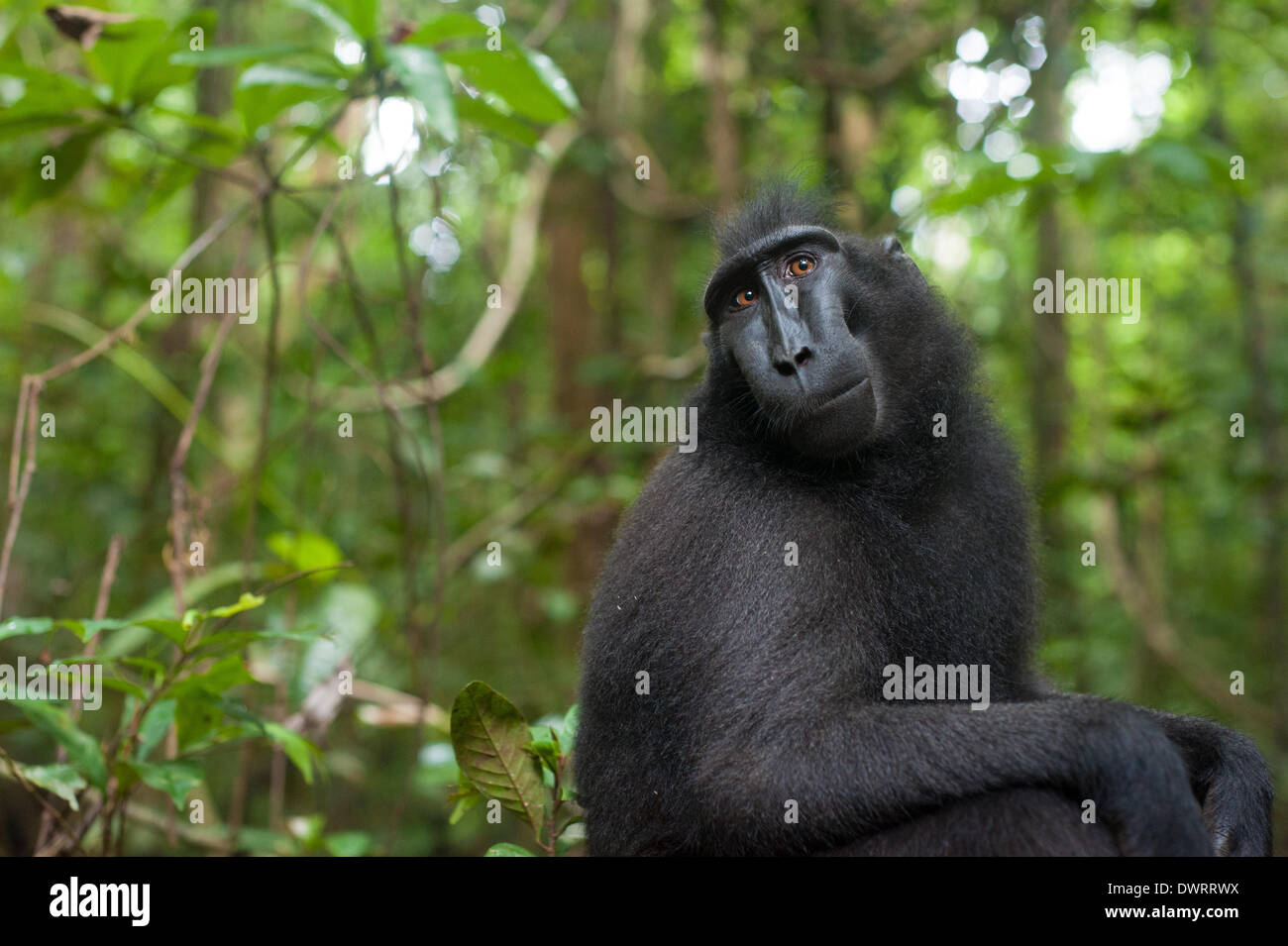 Bushmeat trade hi-res stock photography and images - Alamy