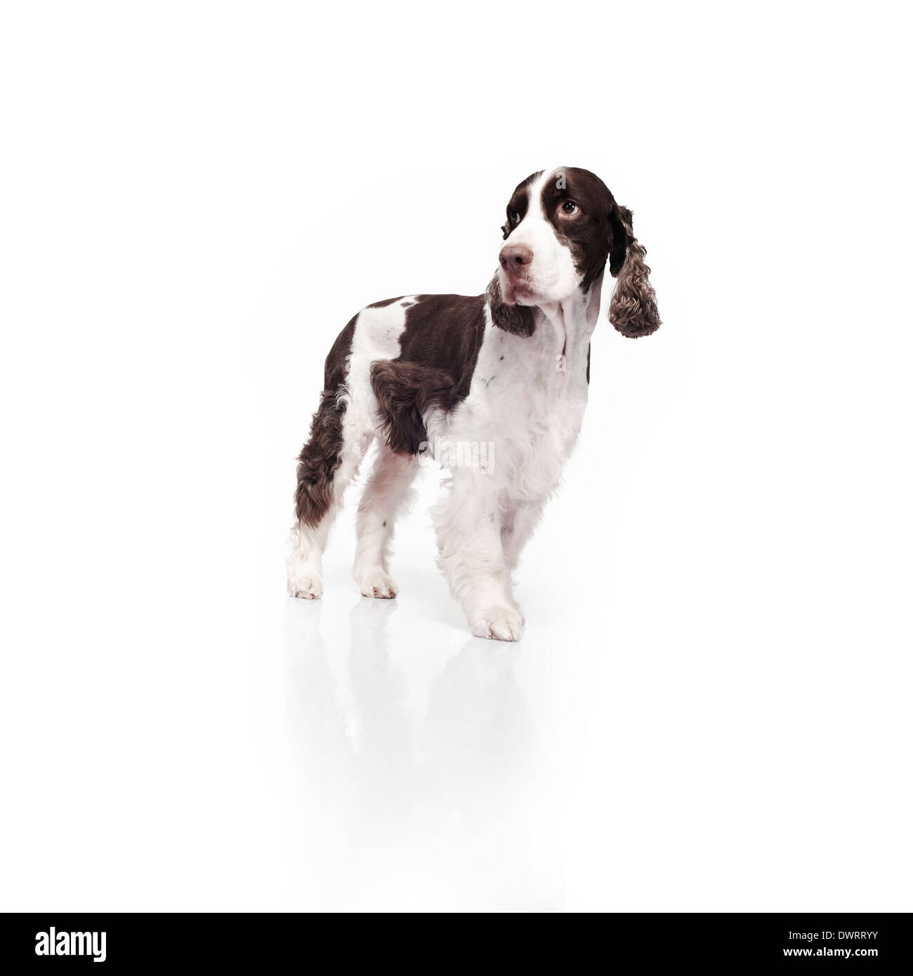 Springer Spaniel against white background Stock Photo - Alamy