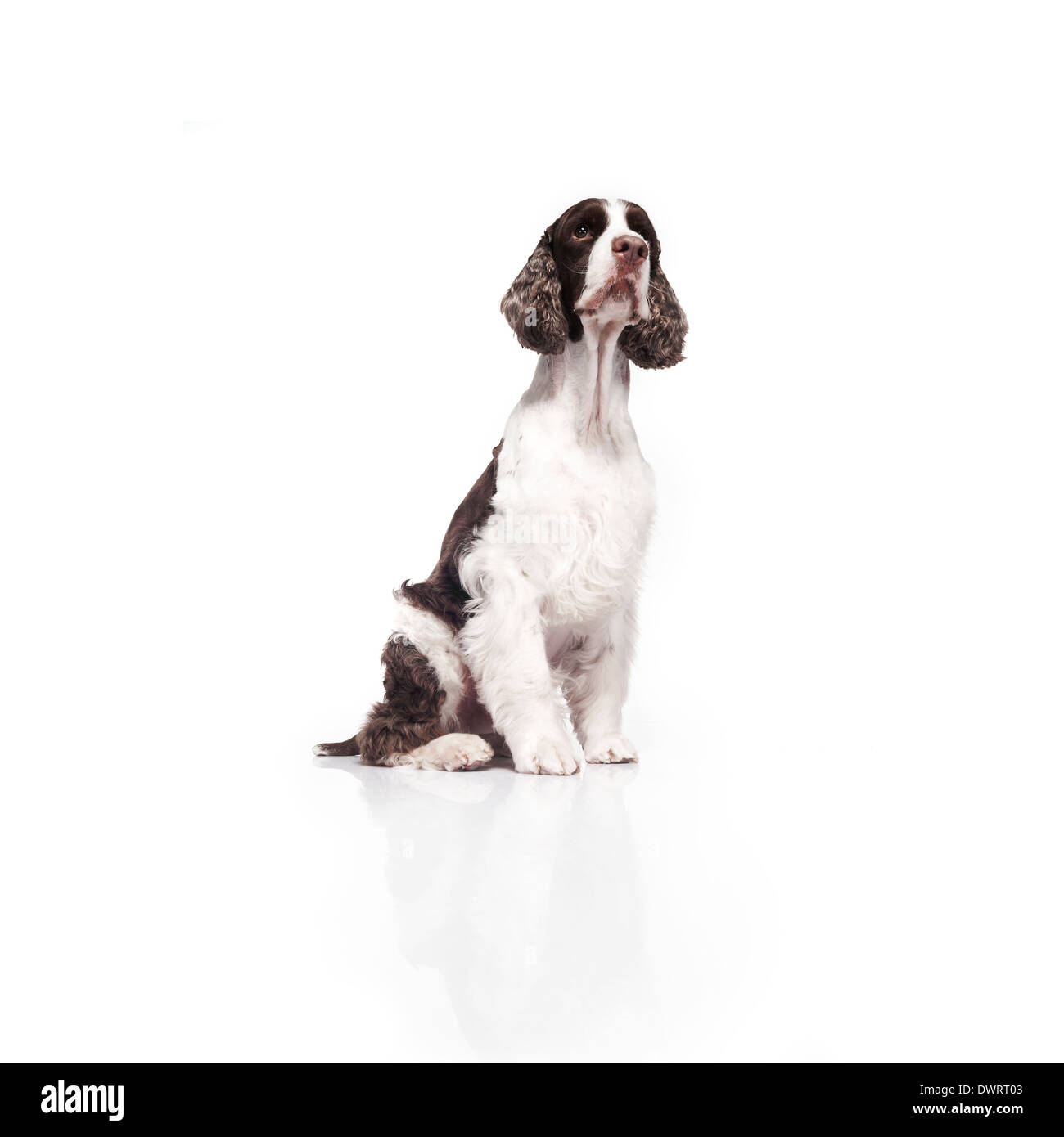 Springer Spaniel against white background Stock Photo - Alamy