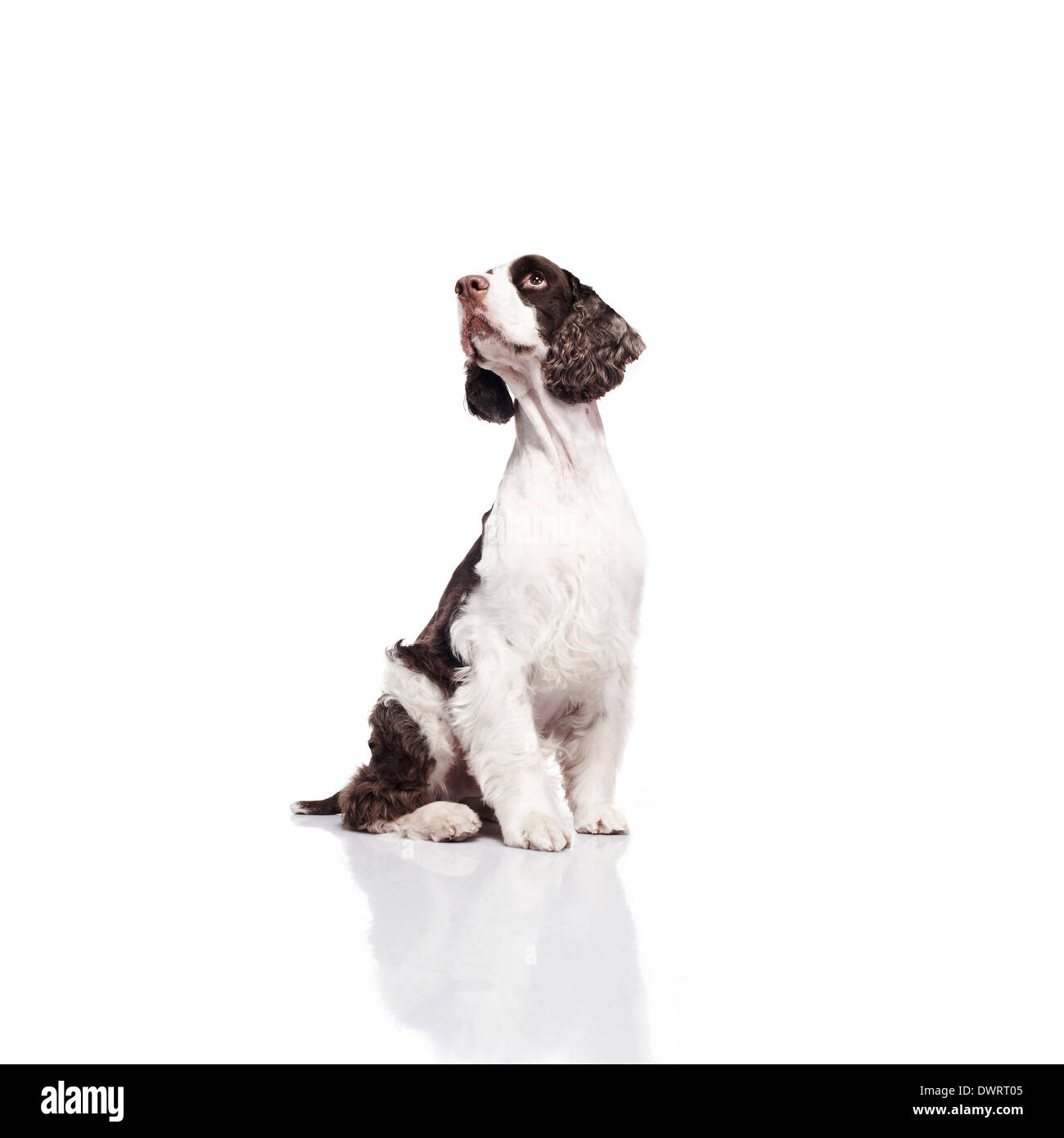 Springer Spaniel against white background Stock Photo - Alamy