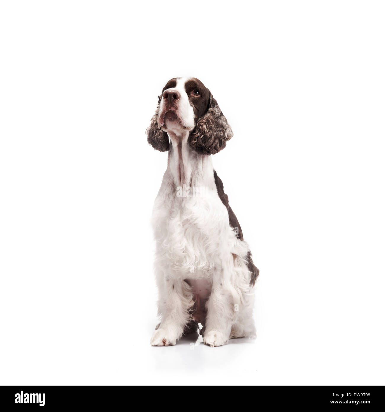 Springer Spaniel against white background Stock Photo - Alamy