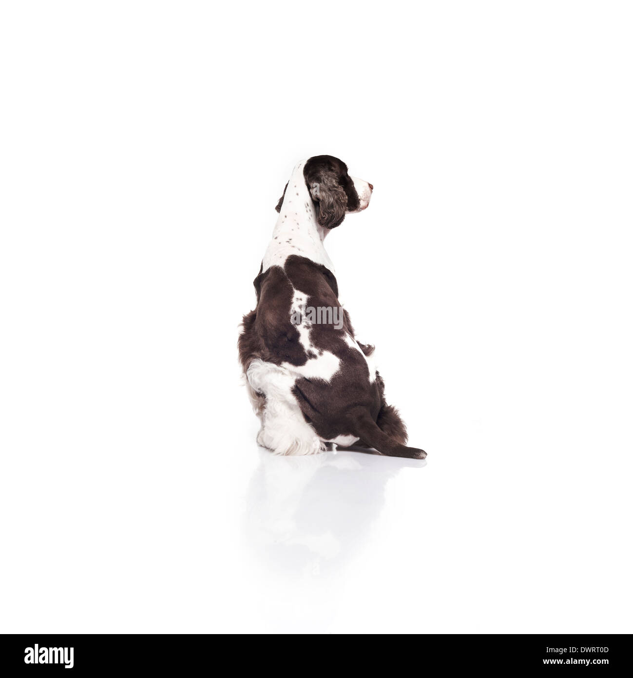 Springer Spaniel against white background Stock Photo - Alamy