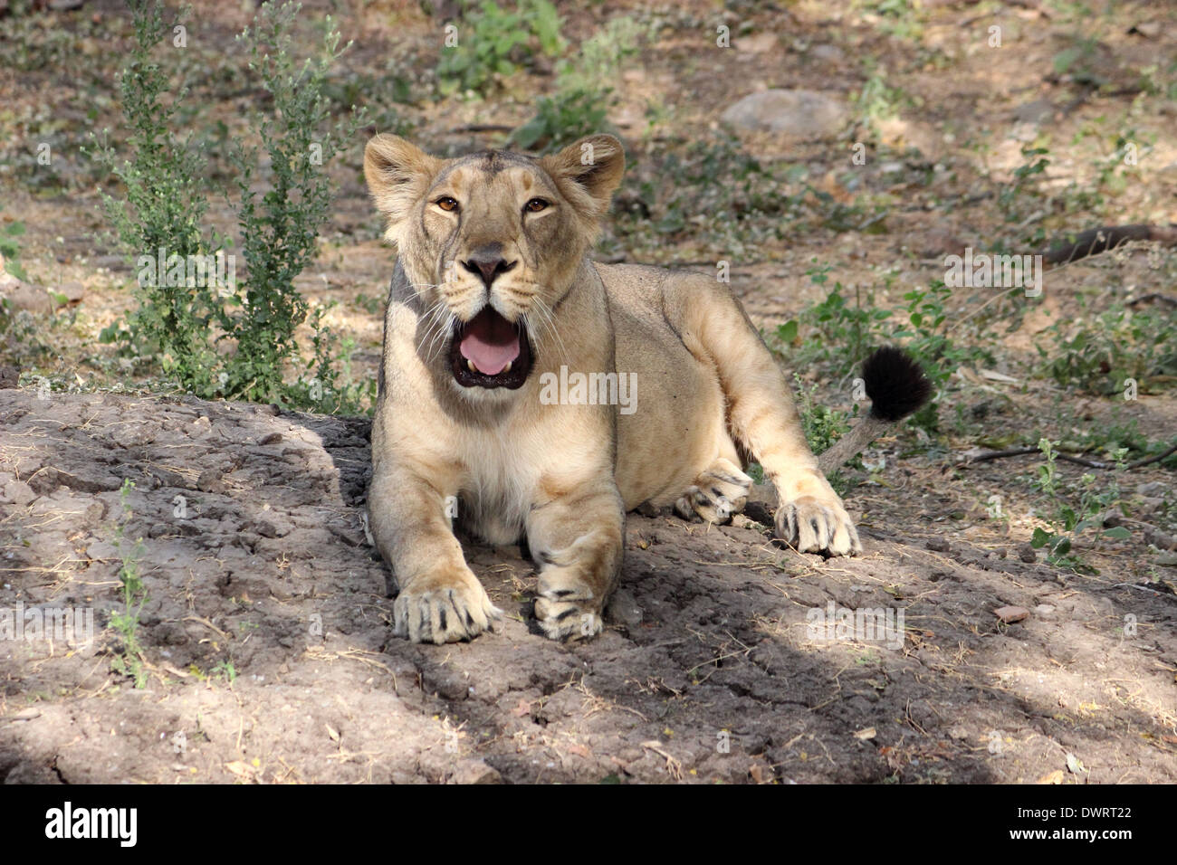 Persian lion hi-res stock photography and images - Alamy