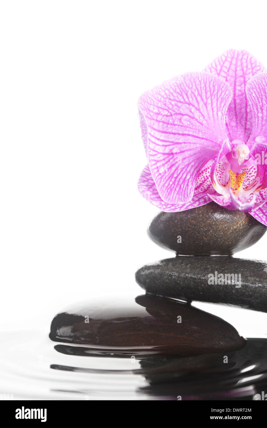 Flower and stones in rippling water Stock Photo - Alamy