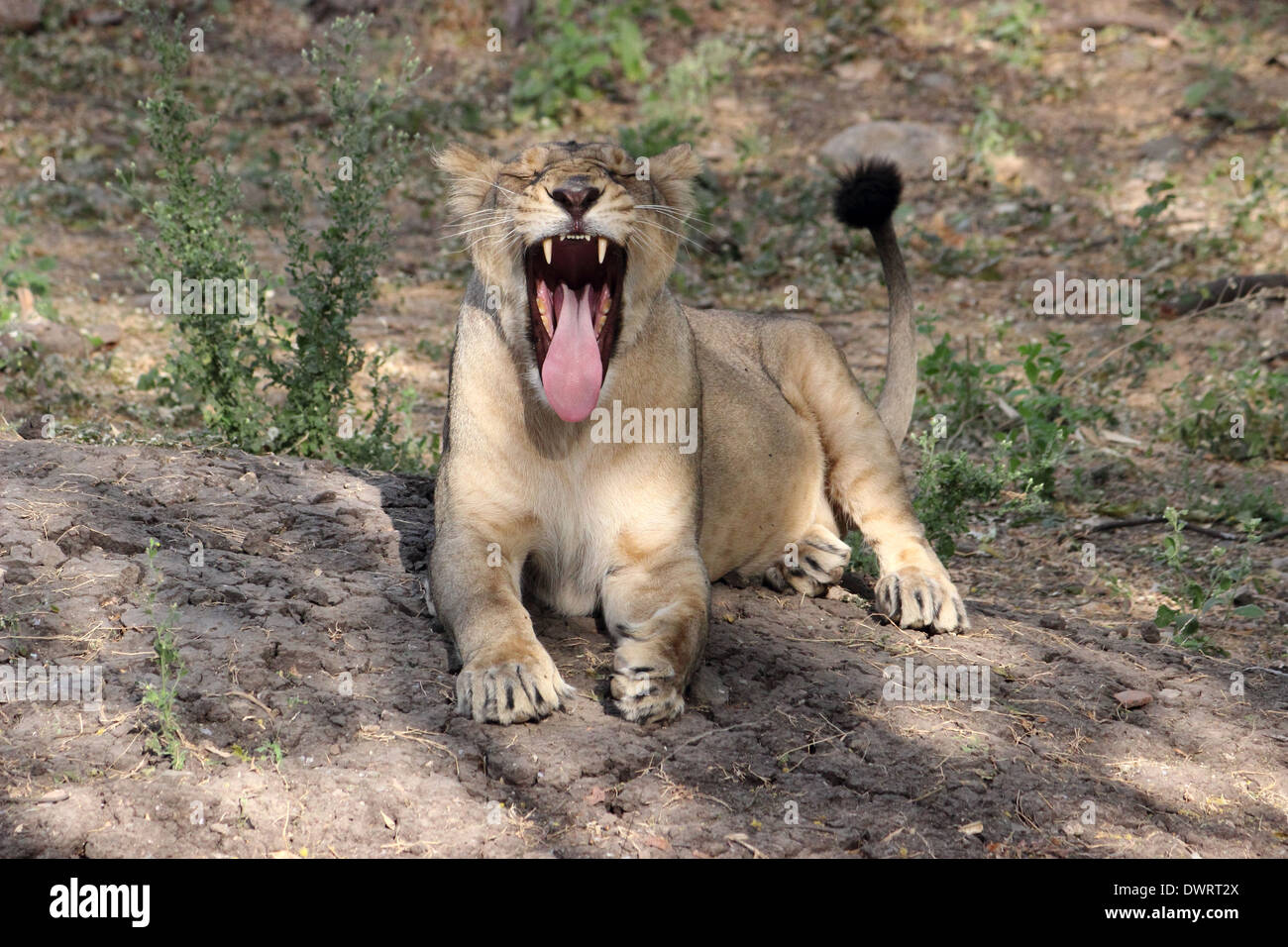 Asiatic Lion of Gir forest Stock Photo - Alamy