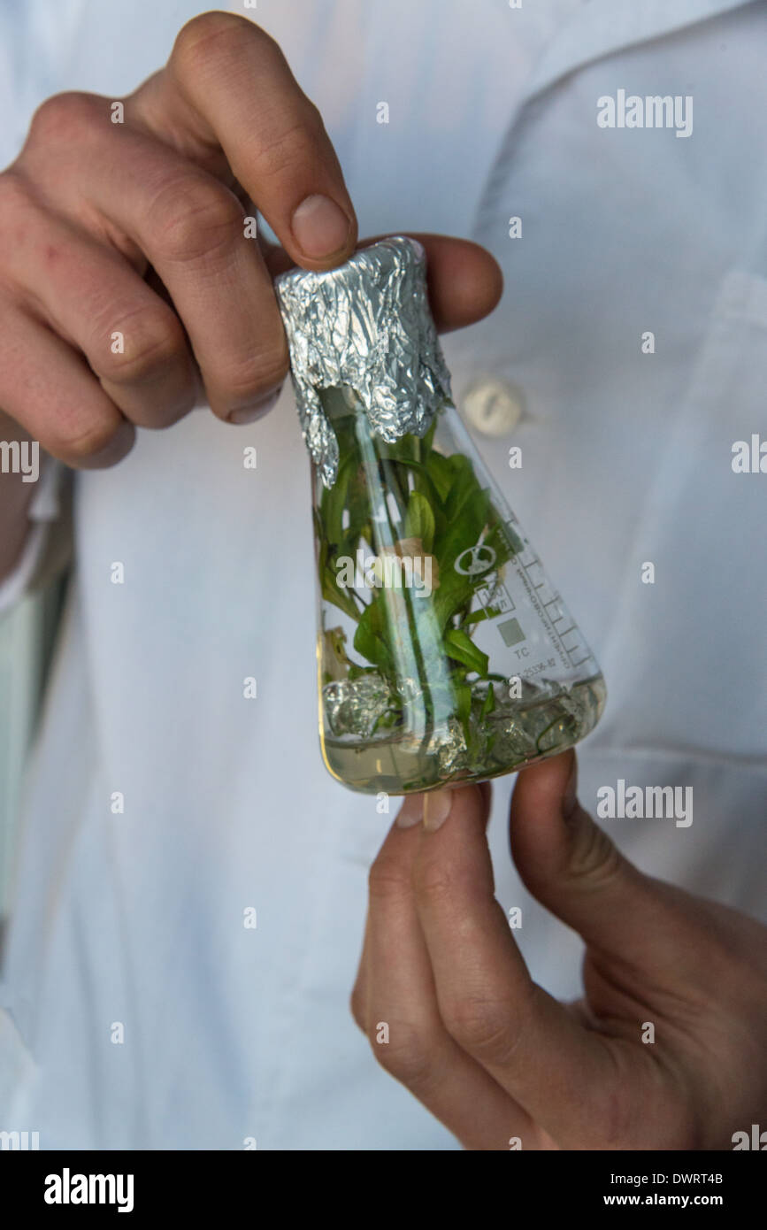 Plant in the bottle. Young scientist in the Bioengineering laboratory ...